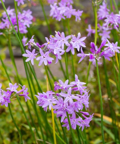 Summer bulbs: 14 varieties for beds, borders and pots | Gardeningetc