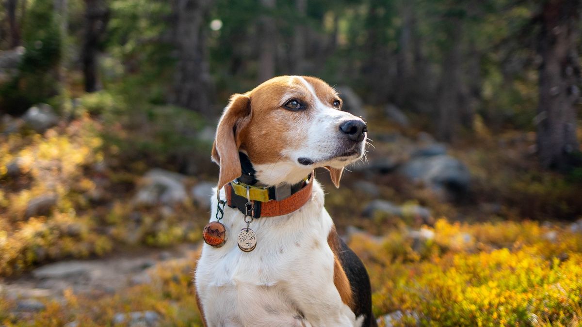 32 facts about American Foxhound dogs | PetsRadar