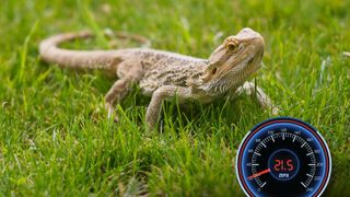 Speedy & Swift: The Fastest Animals in the World | Live Science