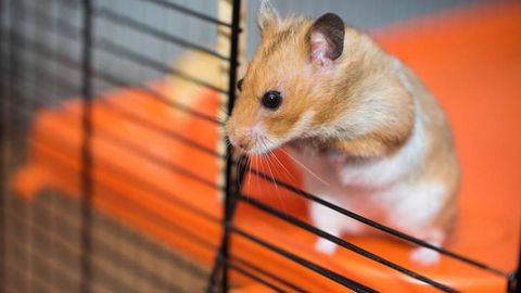 Why does my hamster climb the cage? (and how do I stop it?) | PetsRadar