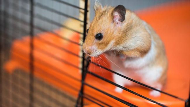Why does my hamster climb the cage? (and how do I stop it?) | PetsRadar