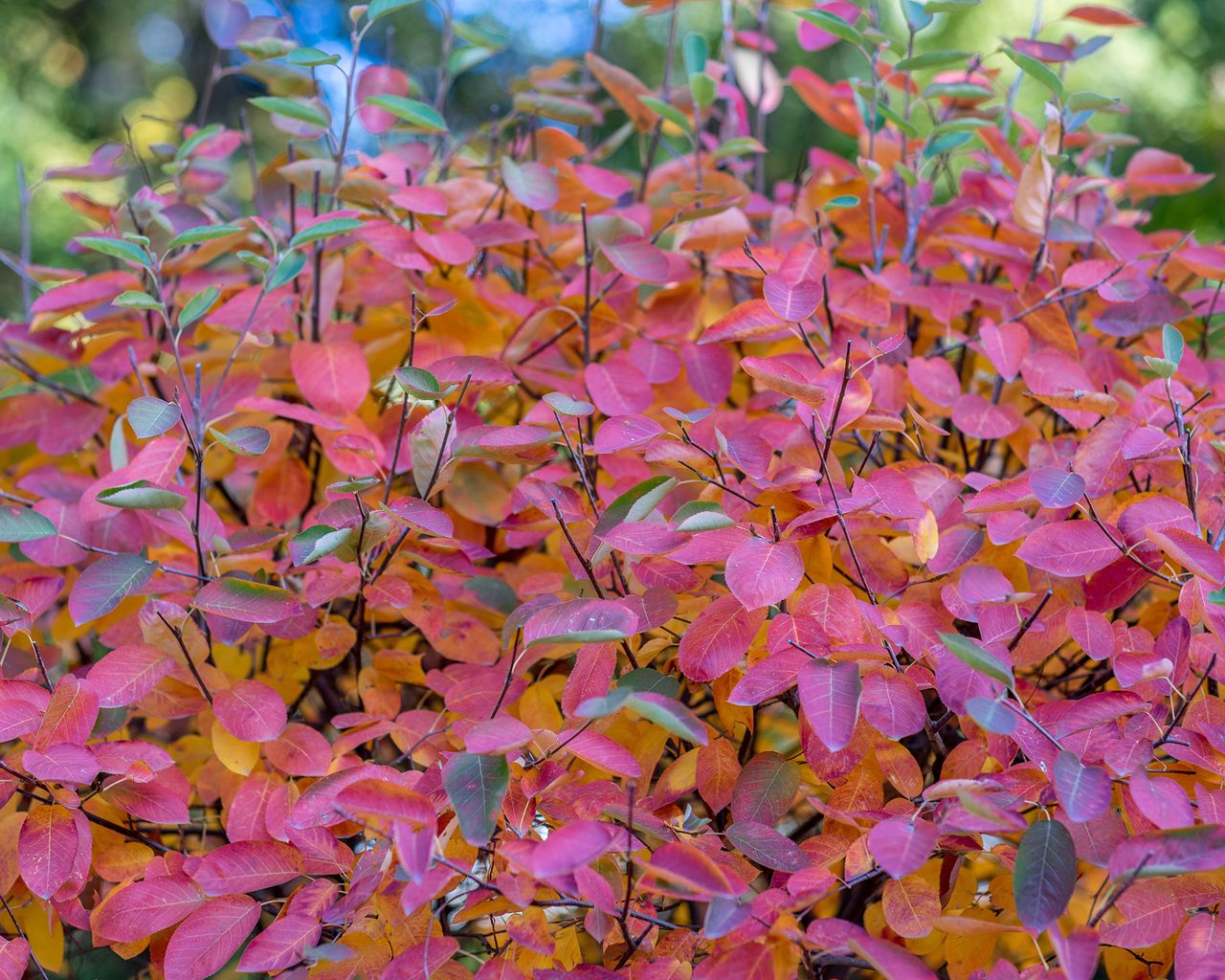 Best trees for fall color: create unbeatable autumn interest | Gardeningetc