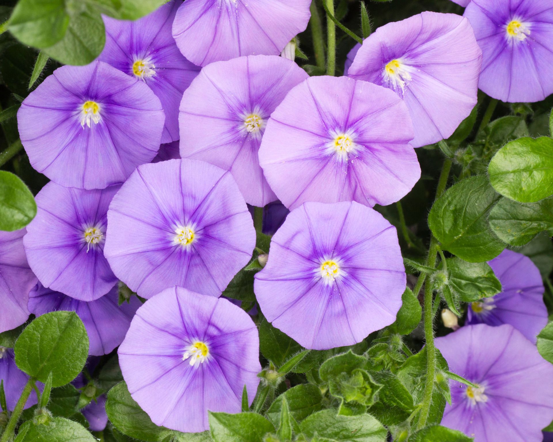 Morning glory care and growing guide: tips for these climbers ...