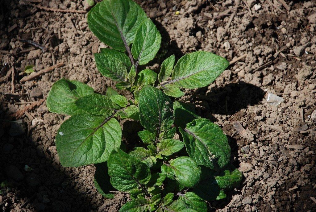 Learn When And How To Grow Potato Plants | Gardening Know How