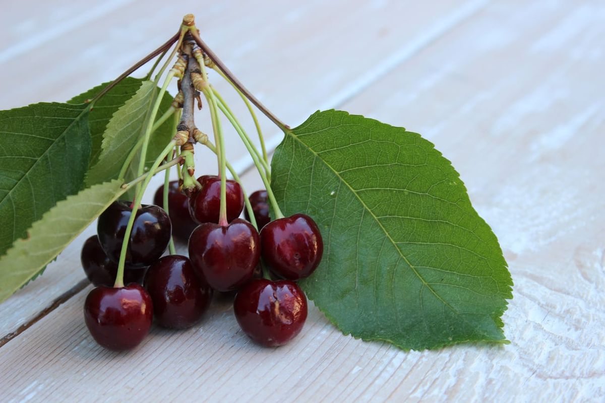 Regina Cherry Tree Care: Tips For Growing Regina Cherries | Gardening ...