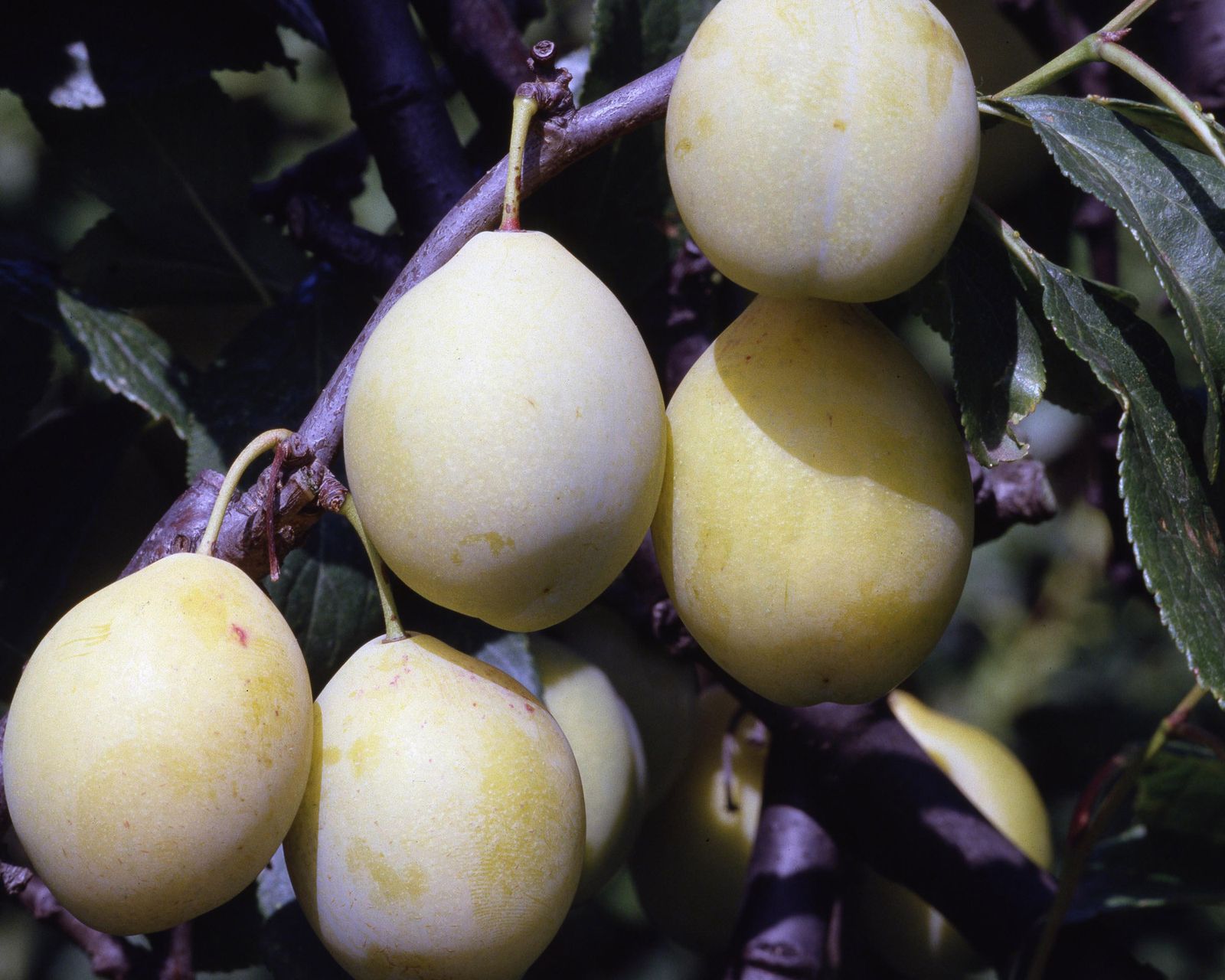 Types of plum trees: 12 varieties to grow for a fruitful autumn harvest ...