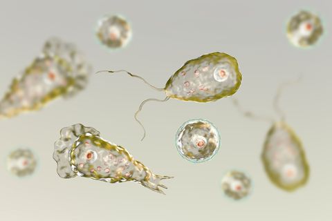 Why the 'Brain-Eating' Amoeba Is So Deadly | Live Science