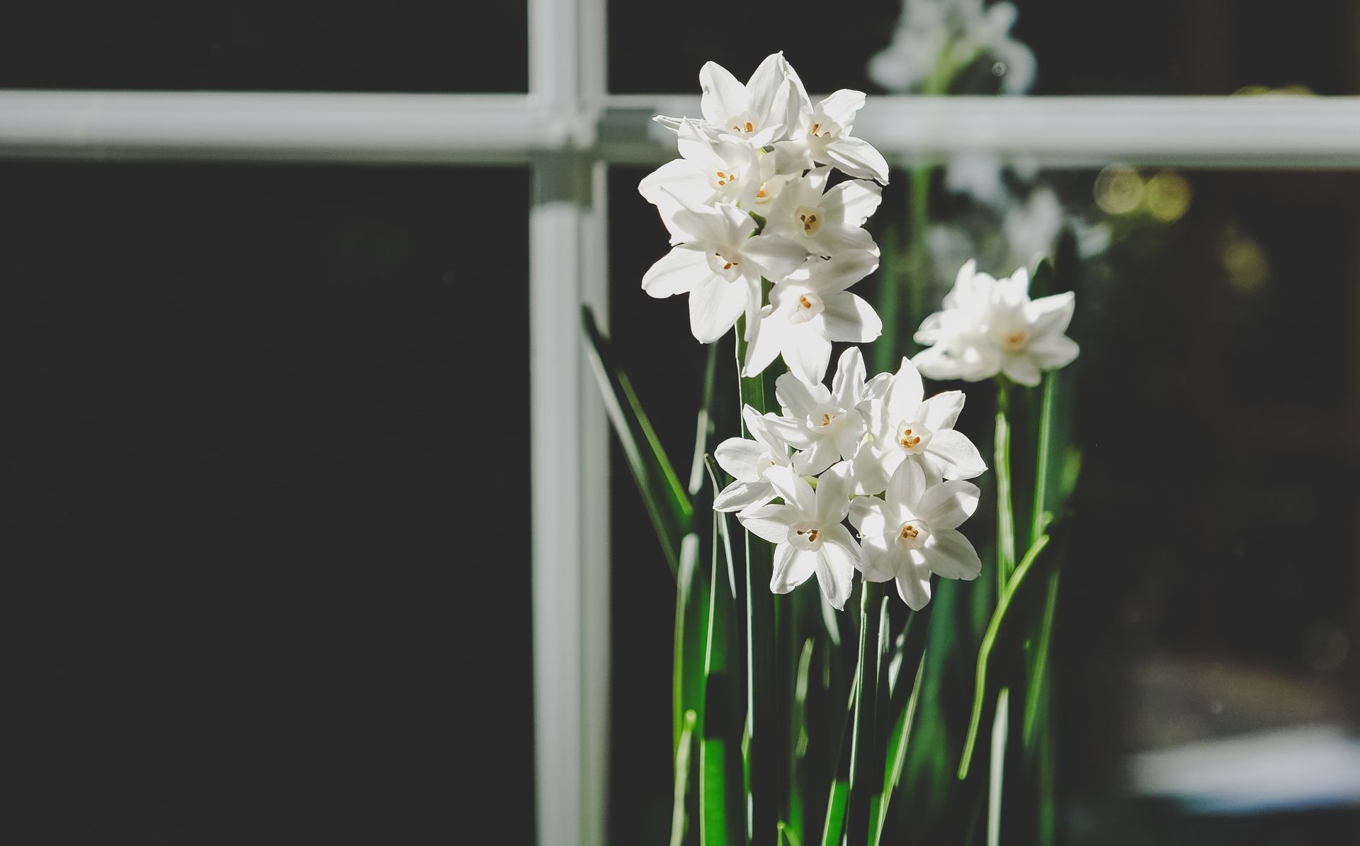 How Do I Get My my Paperwhites to Bloom? Here's 5 Simple Ways | Livingetc