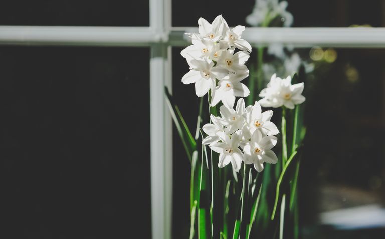 How Do I Get My my Paperwhites to Bloom? Here's 5 Simple Ways | Livingetc