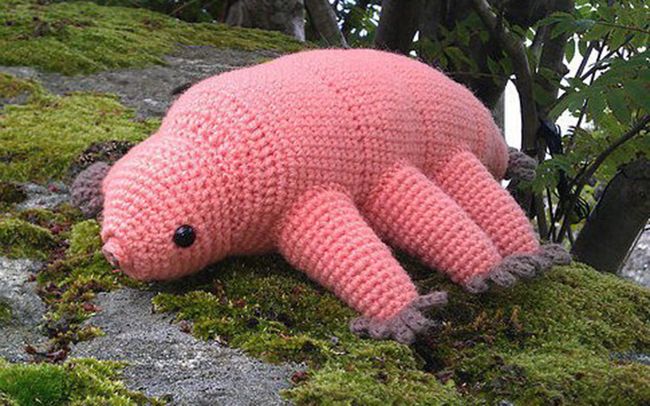 The Best Gifts for Tardigrade Lovers | Live Science