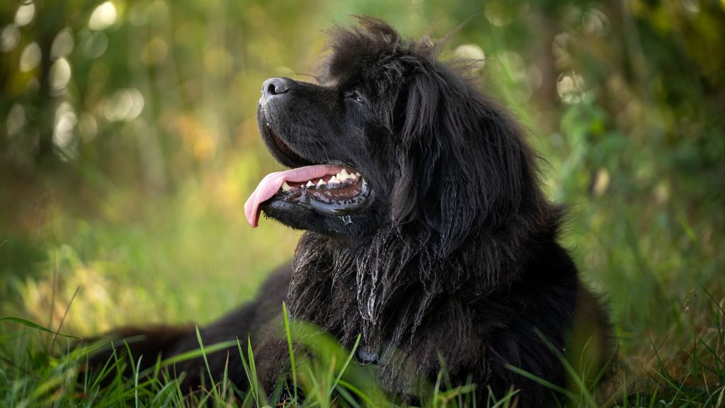 32 best dogs for introverts | PetsRadar
