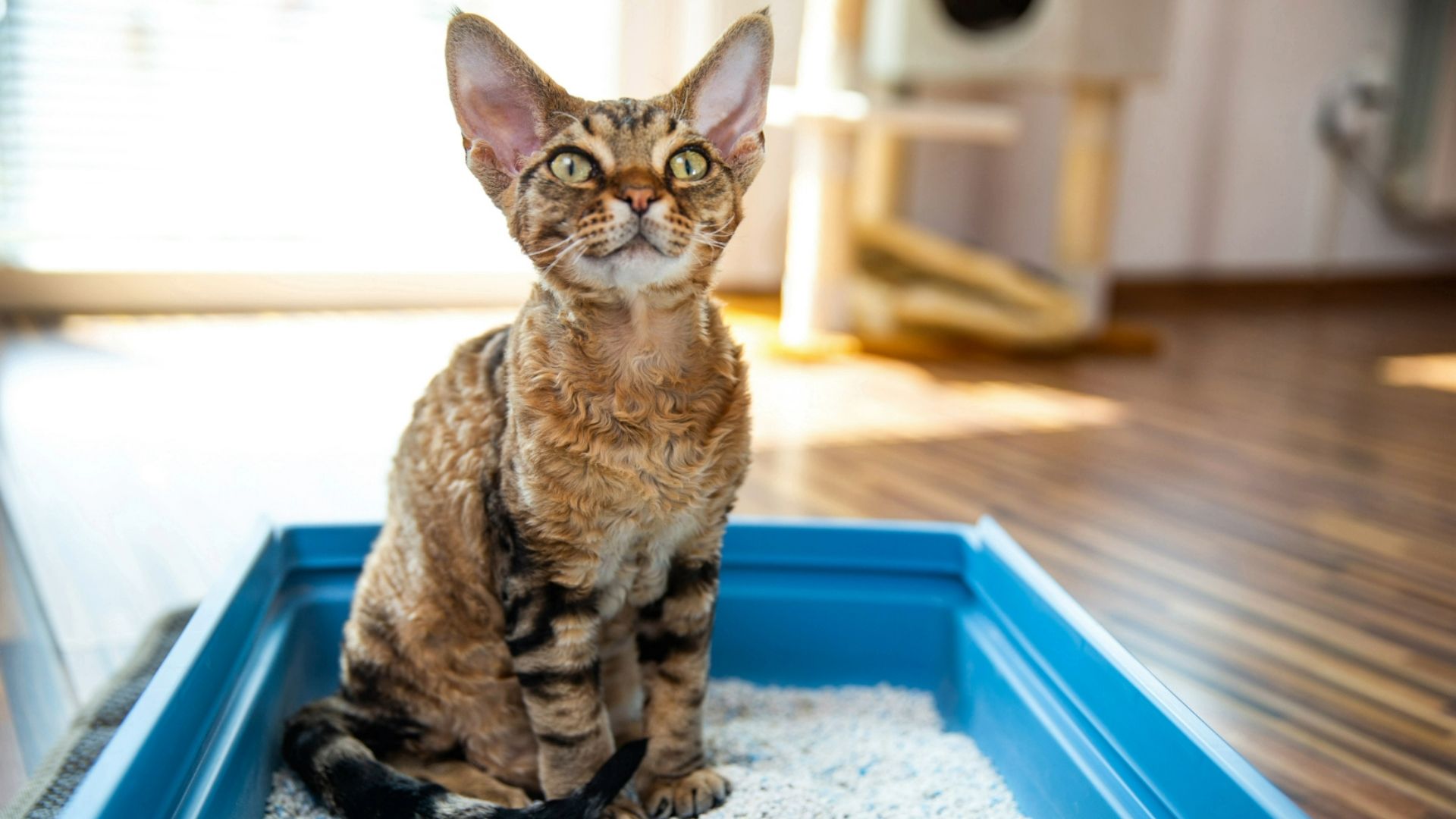 Blood in cat’s stool? Vet shares 8 reasons why and what you should do ...