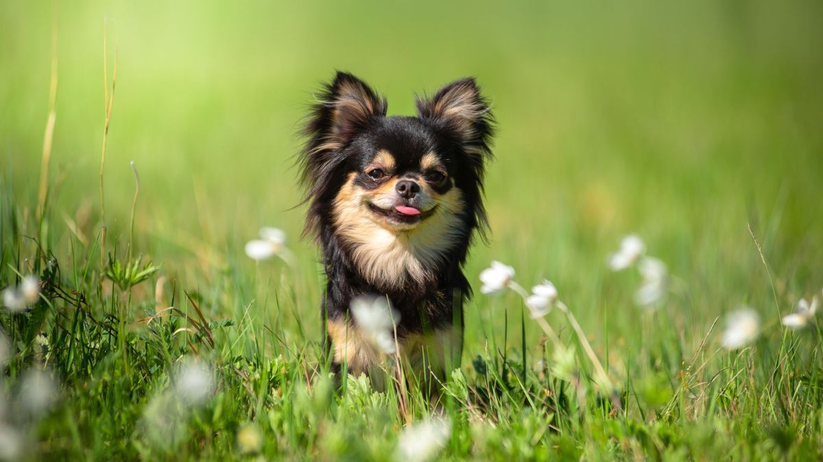 Best dog breeds for apartments, plus what you must consider | PetsRadar