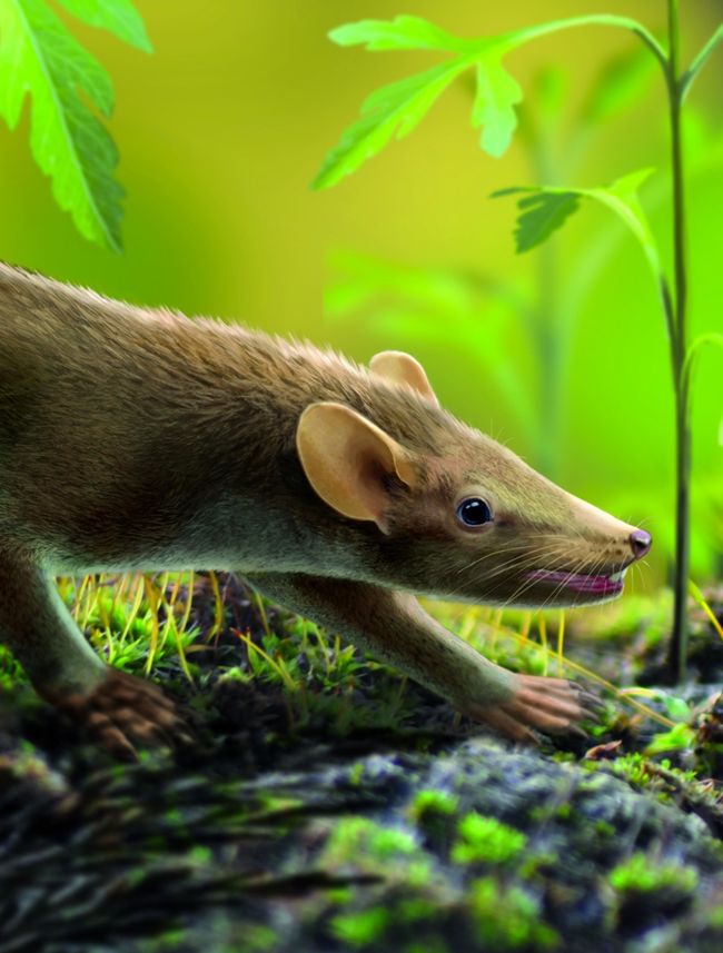 Cretaceous Fur Ball: Ancient Mammal With Spiky Hair Discovered | Live ...