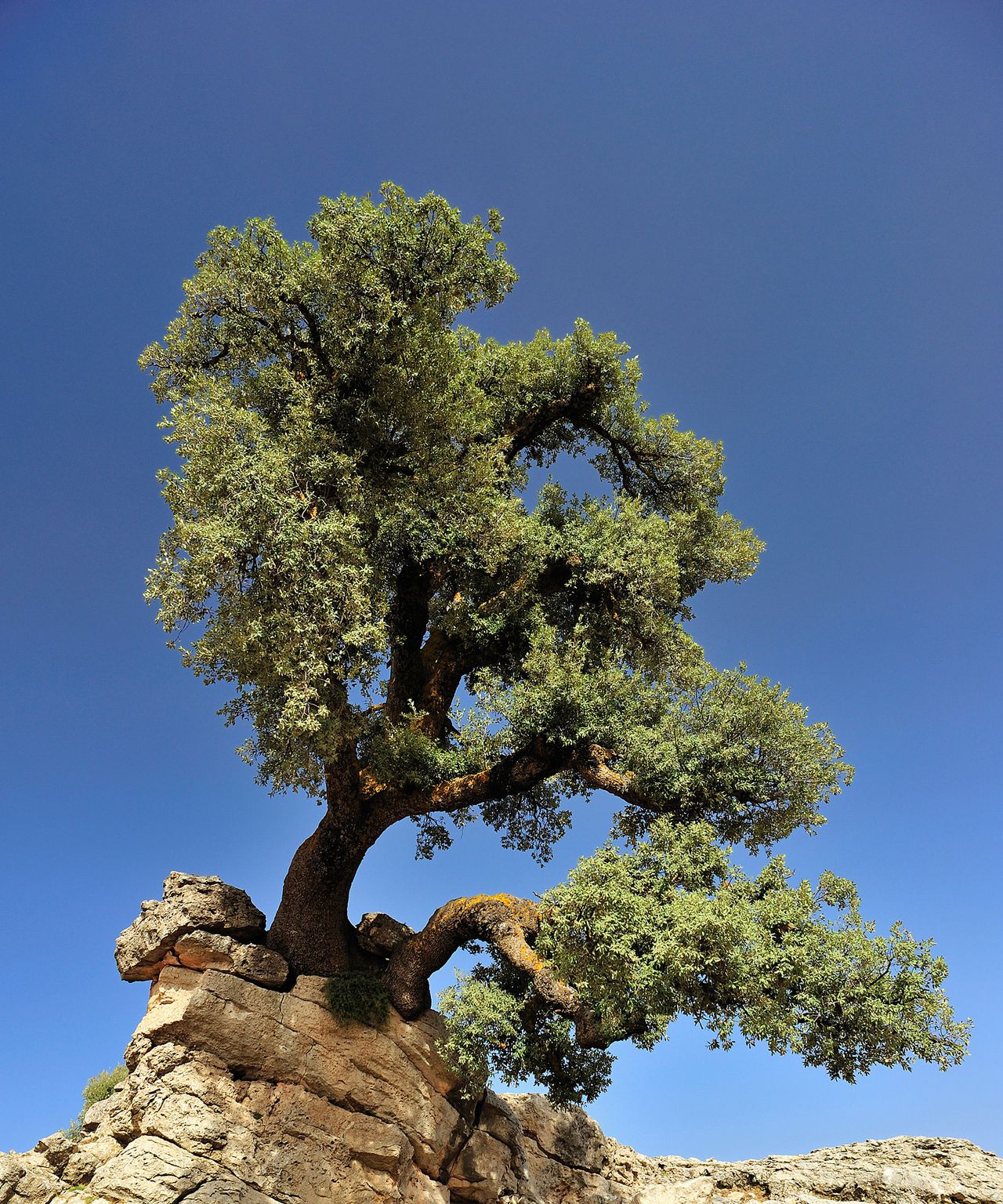 Best drought tolerant trees: 12 dry-weather options | Gardeningetc