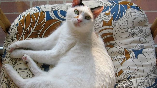 10 calmest cat breeds for relaxed pet parents | PetsRadar