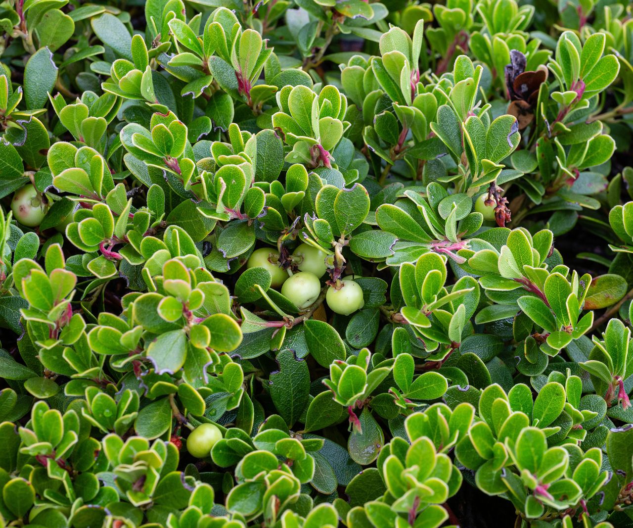 8 Great Native Ground Cover Options For Easy Elegance | Gardening Know How