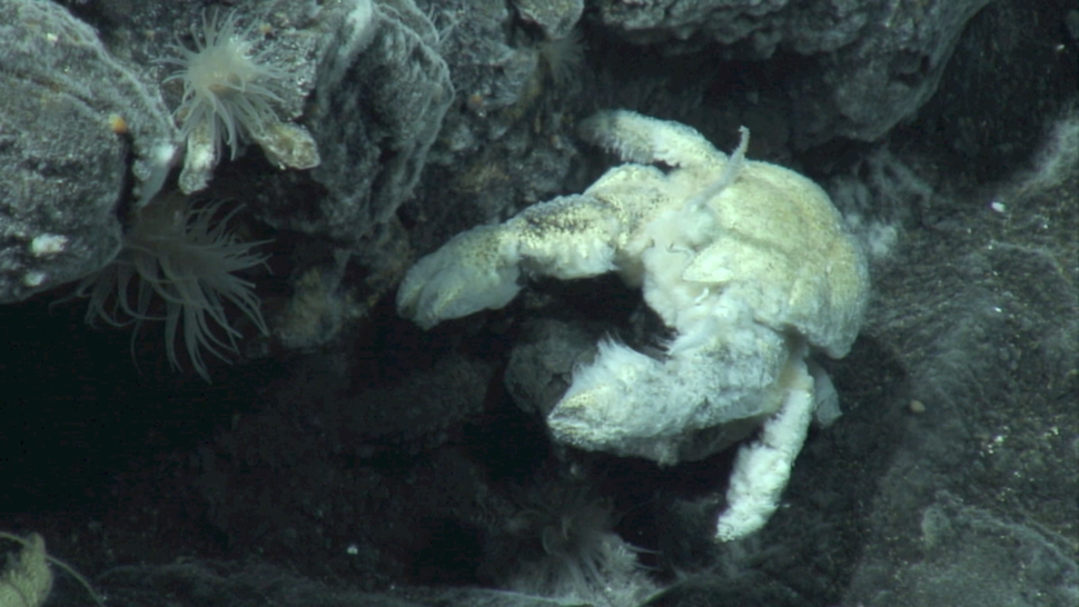 'Yeti' Crab Grows Its Own Food, Lives in Antarctic Spa | Live Science