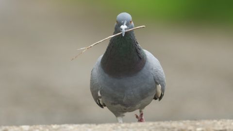 32 of the world's smartest animals | Live Science