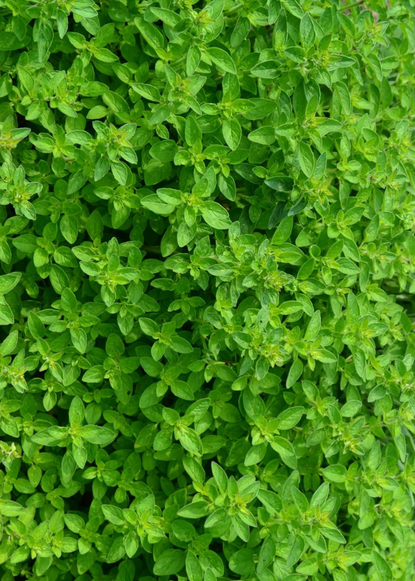 A Guide to the 12 Birth Month Herbs to Grow in Your Garden | Livingetc