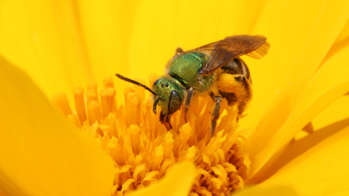 Book review - Endless Forms: The Secret World of Wasps by Seirian ...