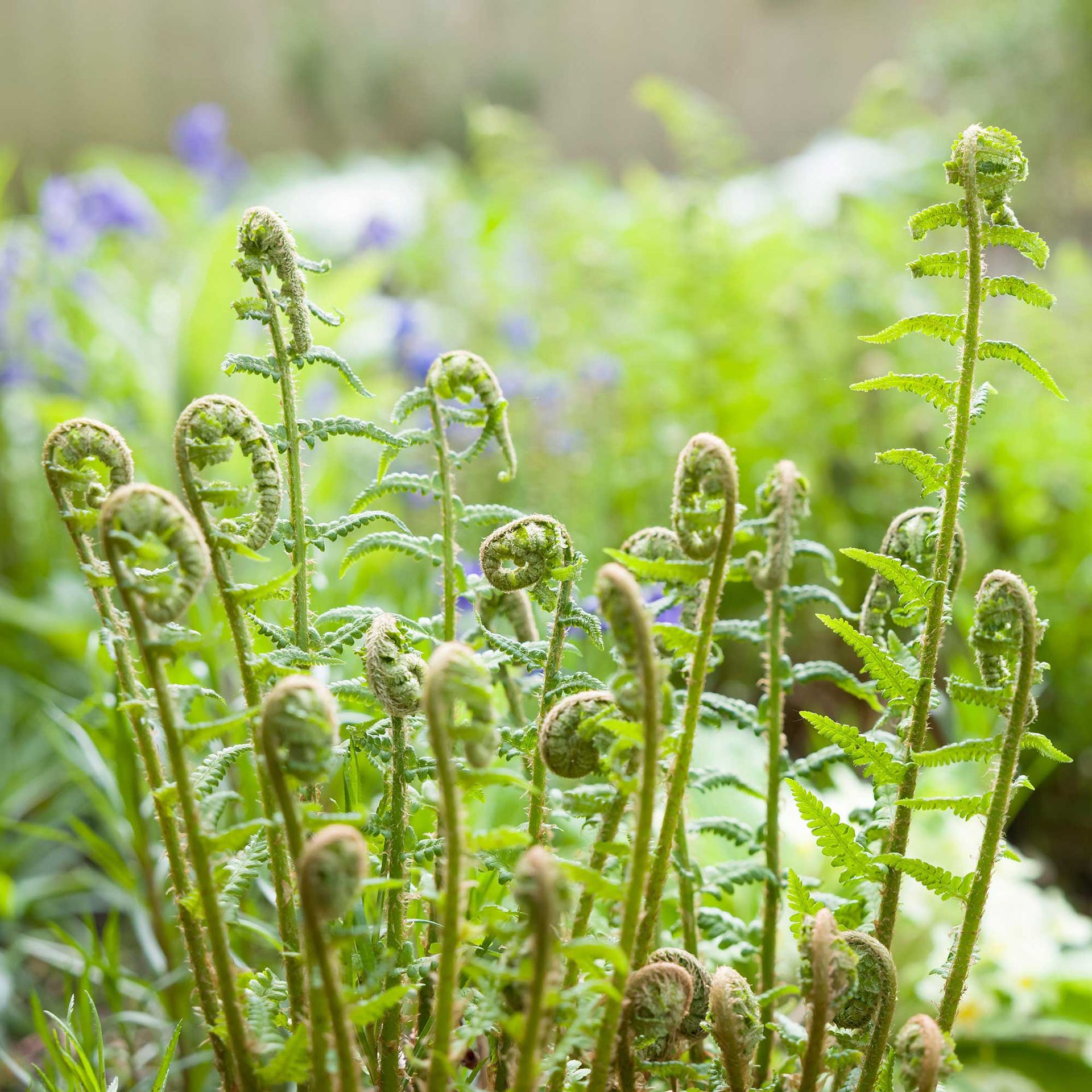 When to cut back ferns to keep them looking their best | Ideal Home