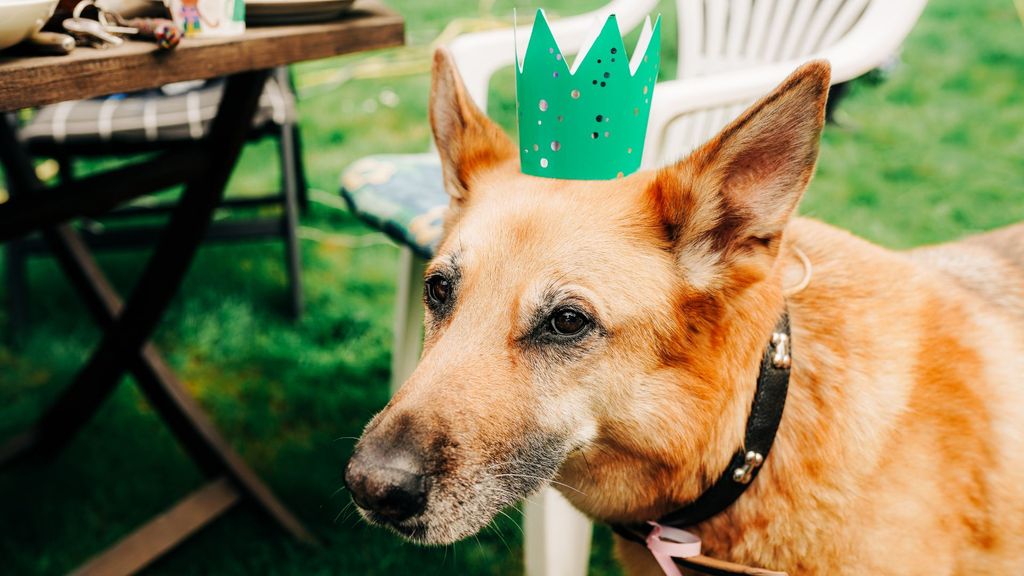 22 American dog breeds | PetsRadar
