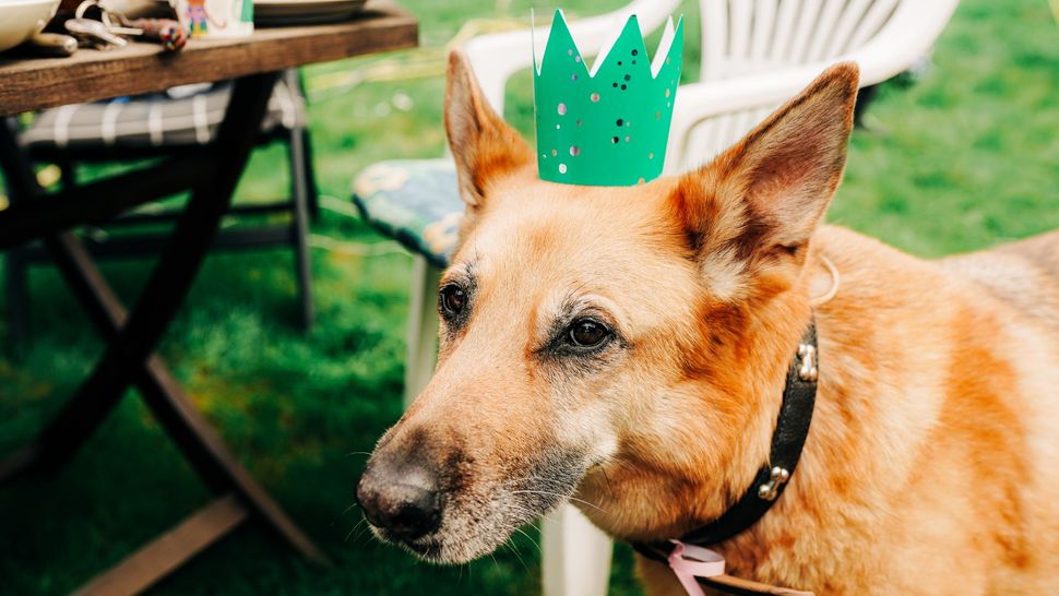 22 American dog breeds | PetsRadar