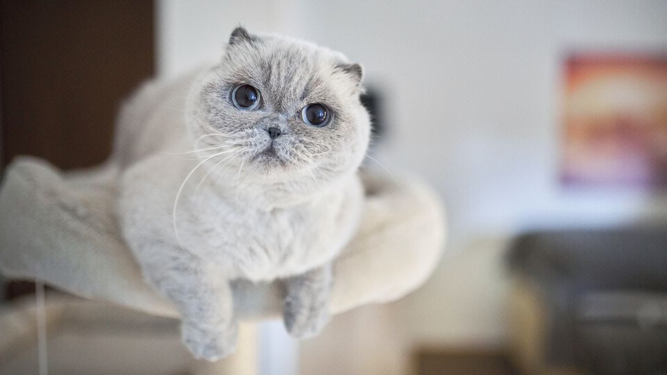 32 surprising facts about Scottish Fold cats | PetsRadar