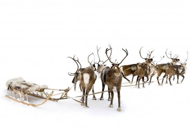 Surprising Truths About Santa's Reindeer | Live Science