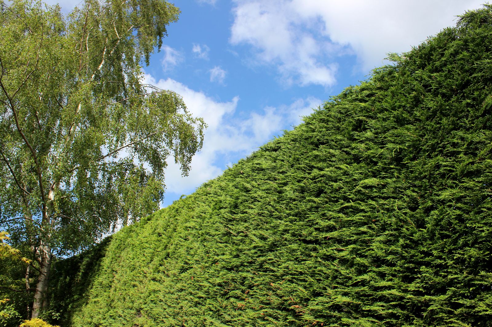 Can I Cut My Neighbor's Hedge? A Lawyer Weighs in | Livingetc