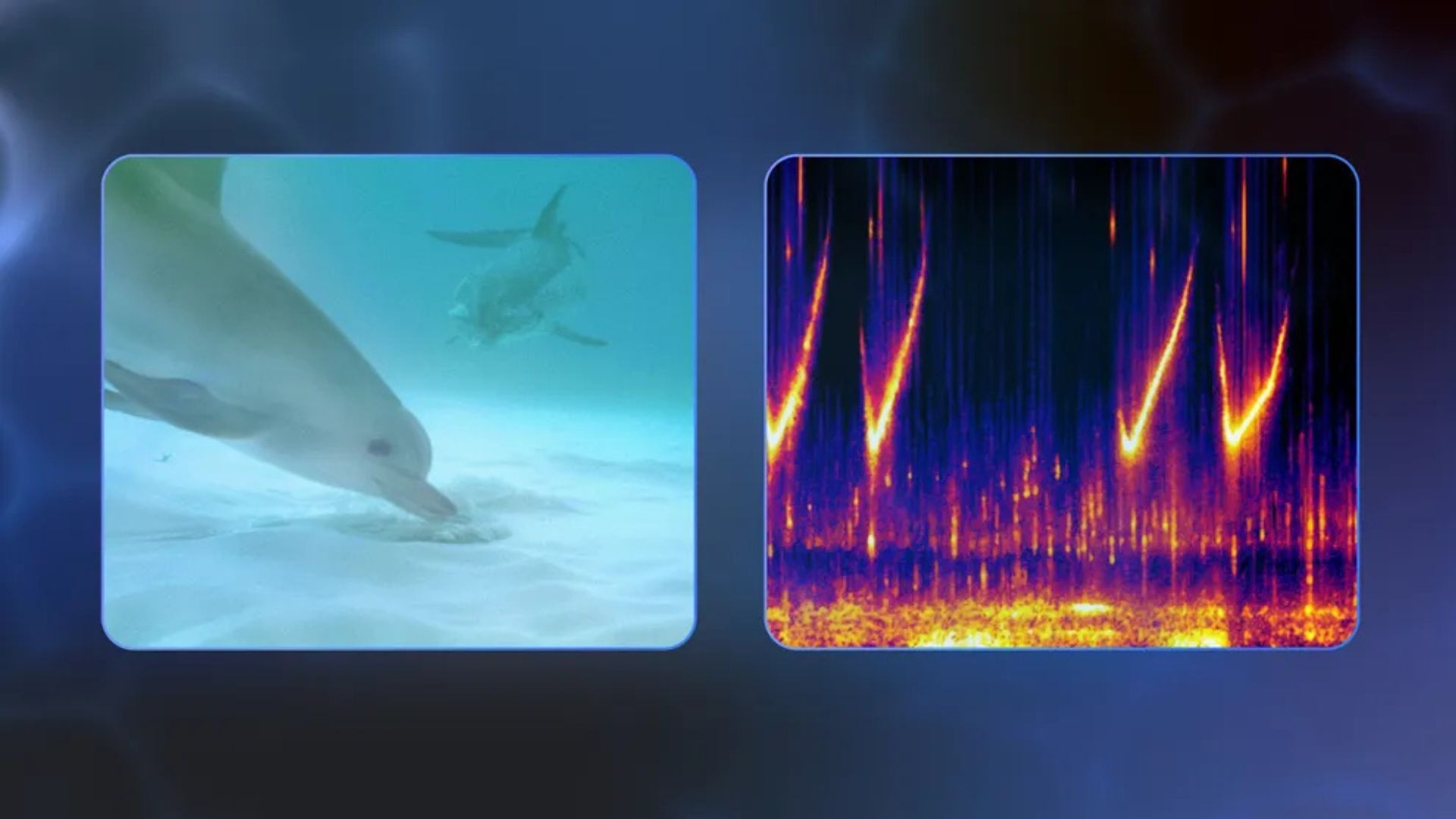 Google is training its AI model to decode what Dolphins are saying ...