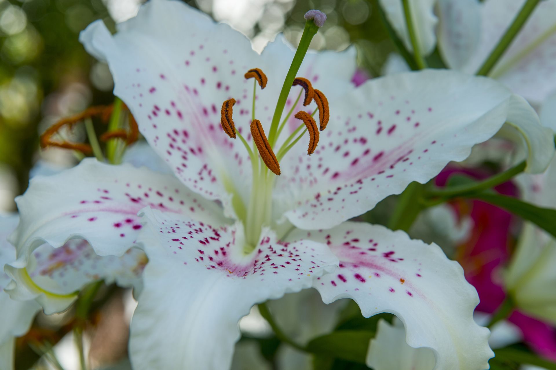 Enjoy a fabulous display of lilies with Monty Don’s expert tips ...