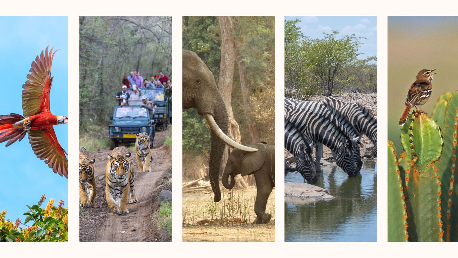 32 of the best places to go on safari - including the UK and Europe ...