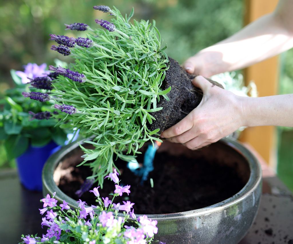 How to grow lavender in pots: expert tips for success | Homes and Gardens