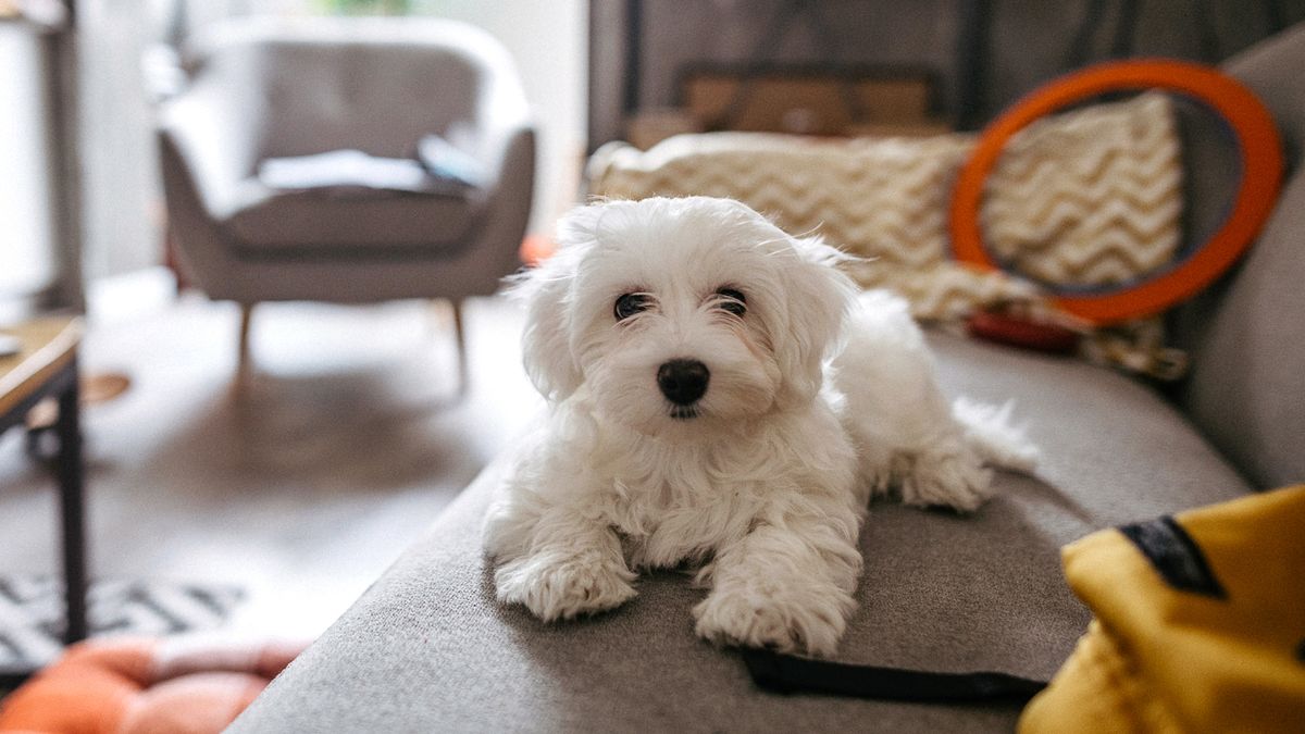 Sixteen best dogs for apartment living | PetsRadar