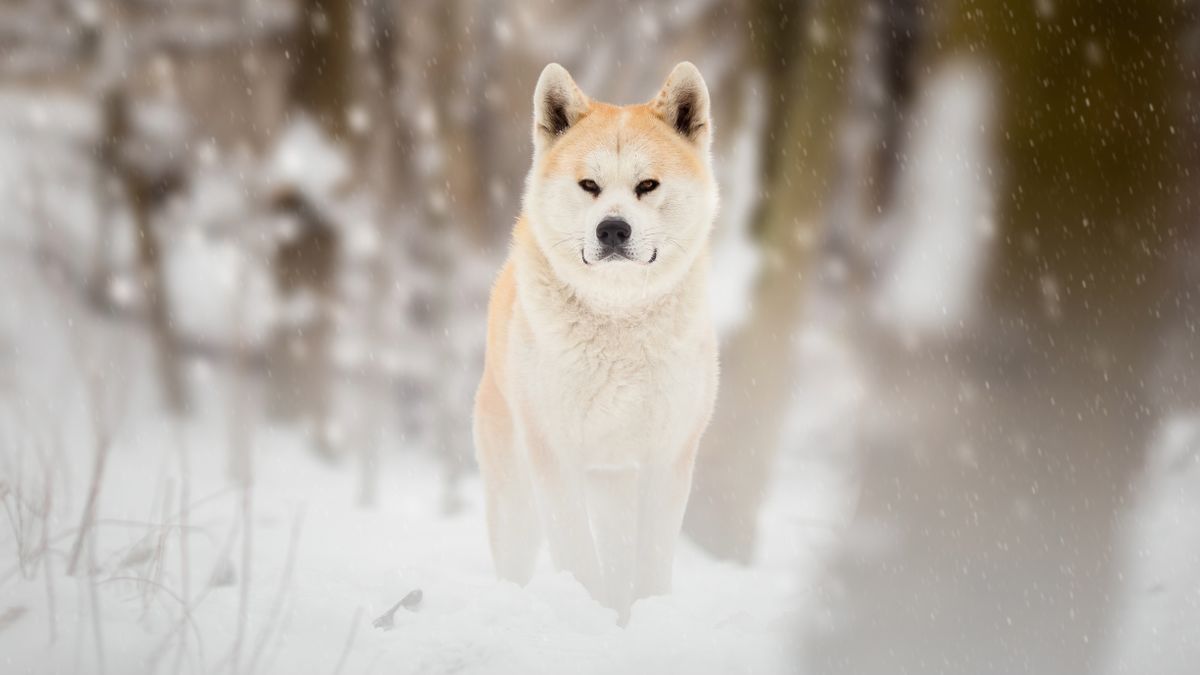 32 best dog breeds for cold climates | PetsRadar