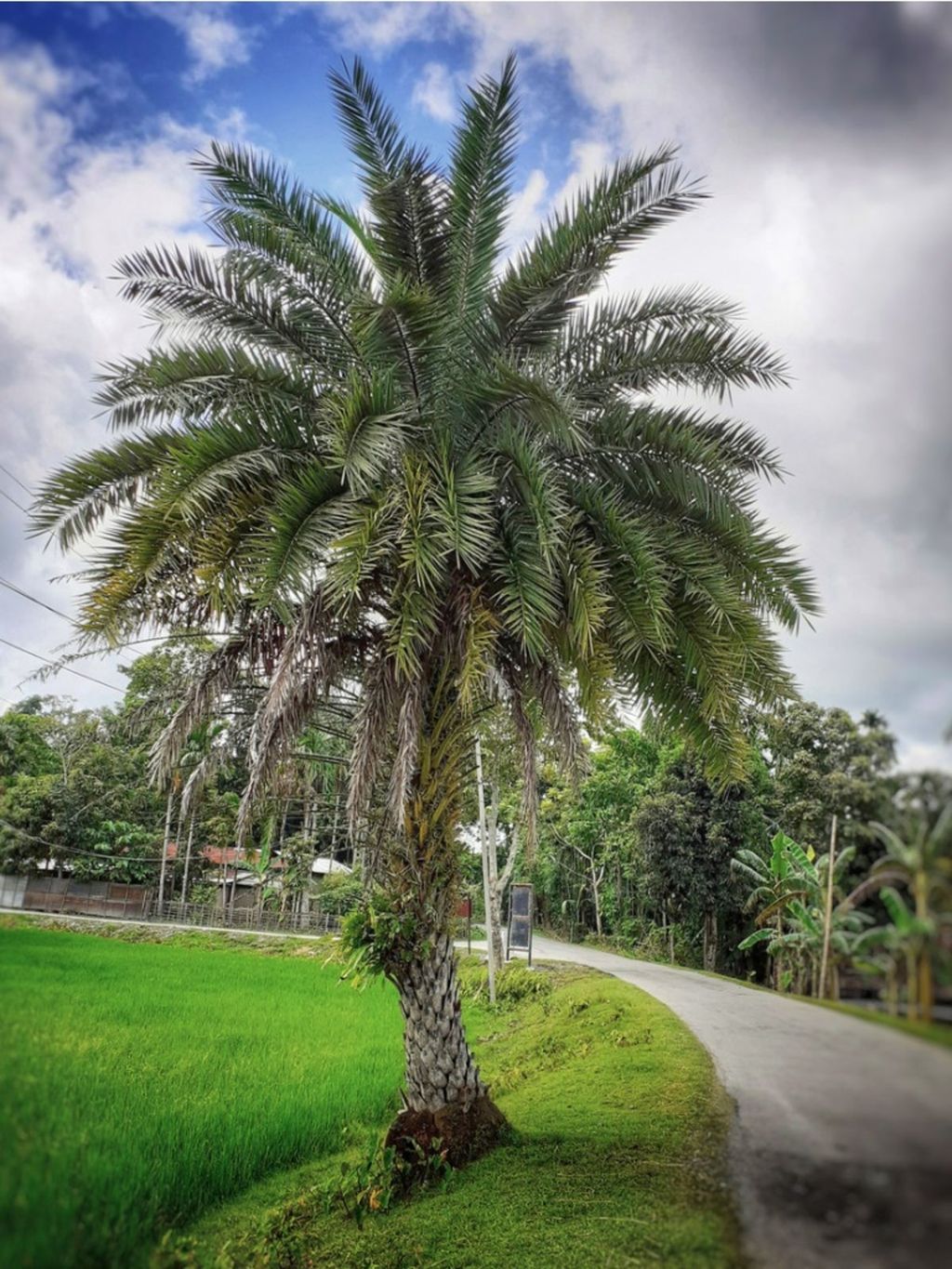 What Is A Toddy Palm: Learn About Toddy Palm Tree Care | Gardening Know How