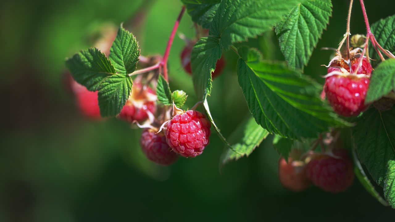 How to prune raspberry bushes | Homes and Gardens