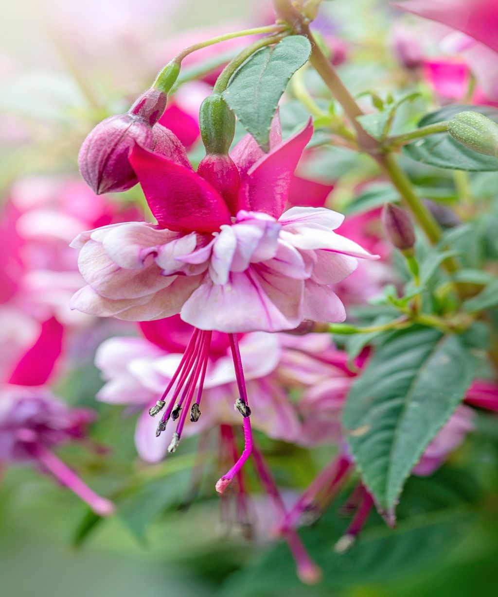 Container gardening for beginners - how to get the best pots | Homes ...