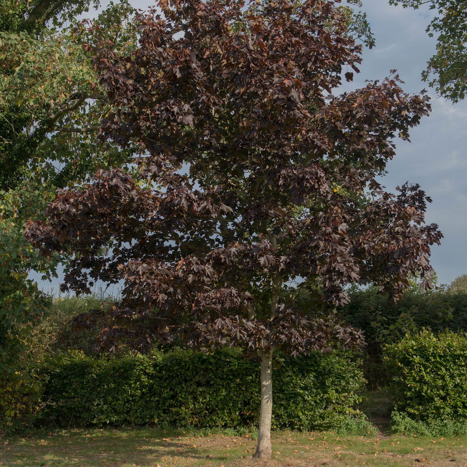 The 6 best privacy trees for small gardens | Ideal Home