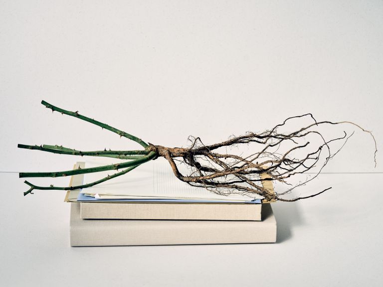 How to find the perfect rose | Country Life