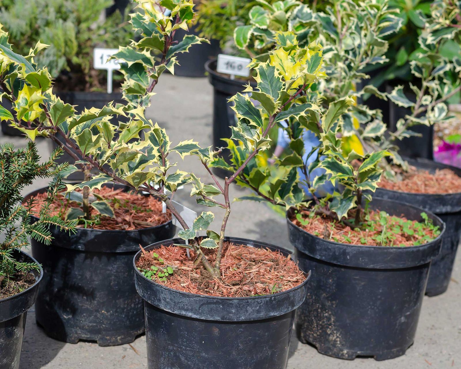 Holly care and growing guide: expert tips | Gardeningetc