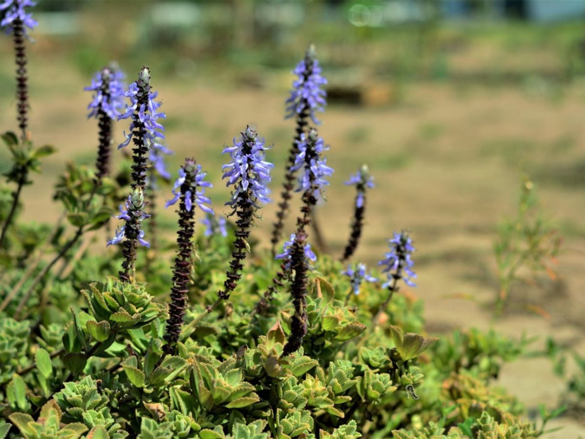 Plectranthus Spurflower Information: Tips On Spurflower Care In Gardens ...