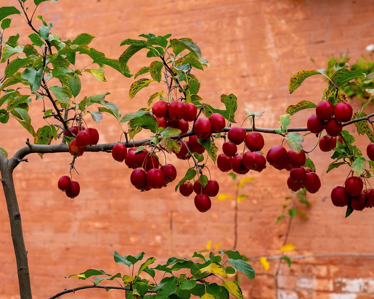 10 trees to espalier: the best ornamentally-trained trees | Homes and ...