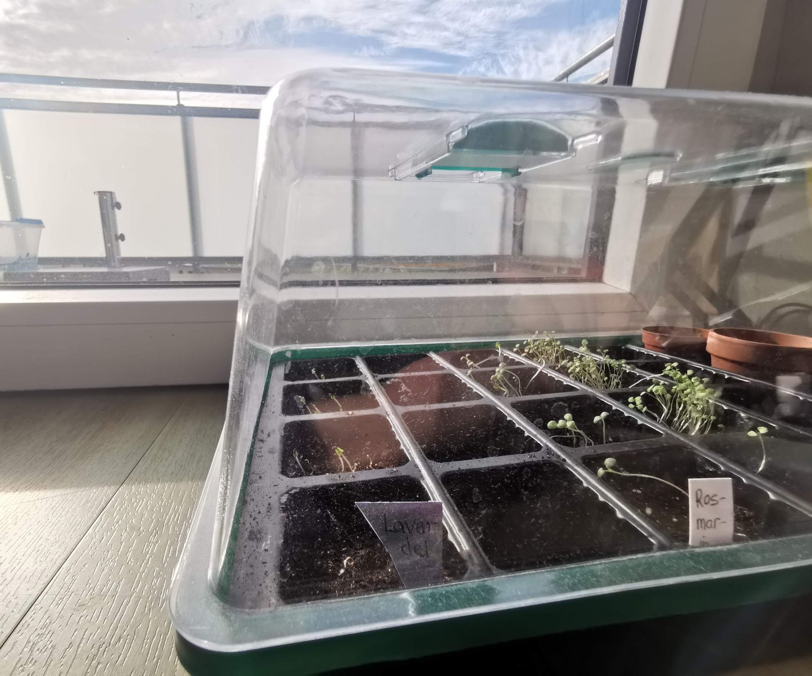 Covering Seeds for Germination Properly Guarantees Success | Homes and ...