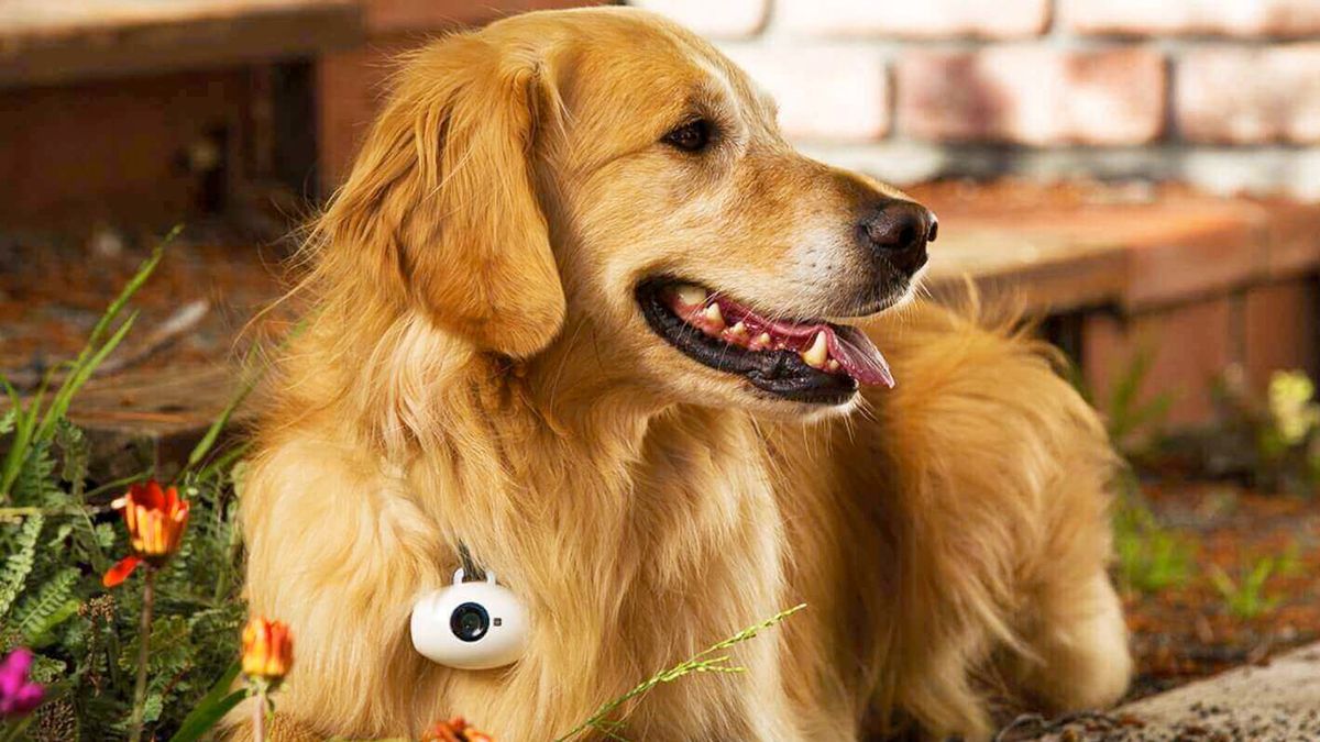 Fantastic beast tech: the wacky world of animal wearables | TechRadar