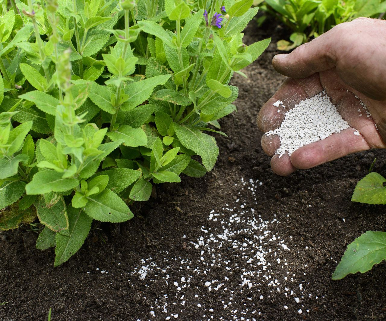 How to make soil more acidic: 11 ways to amend your soil's pH | Homes ...