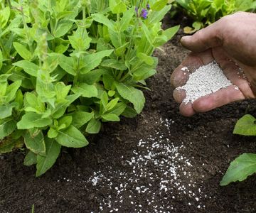 Fertilizing mistakes and expert advice to avoid making them | Homes and ...