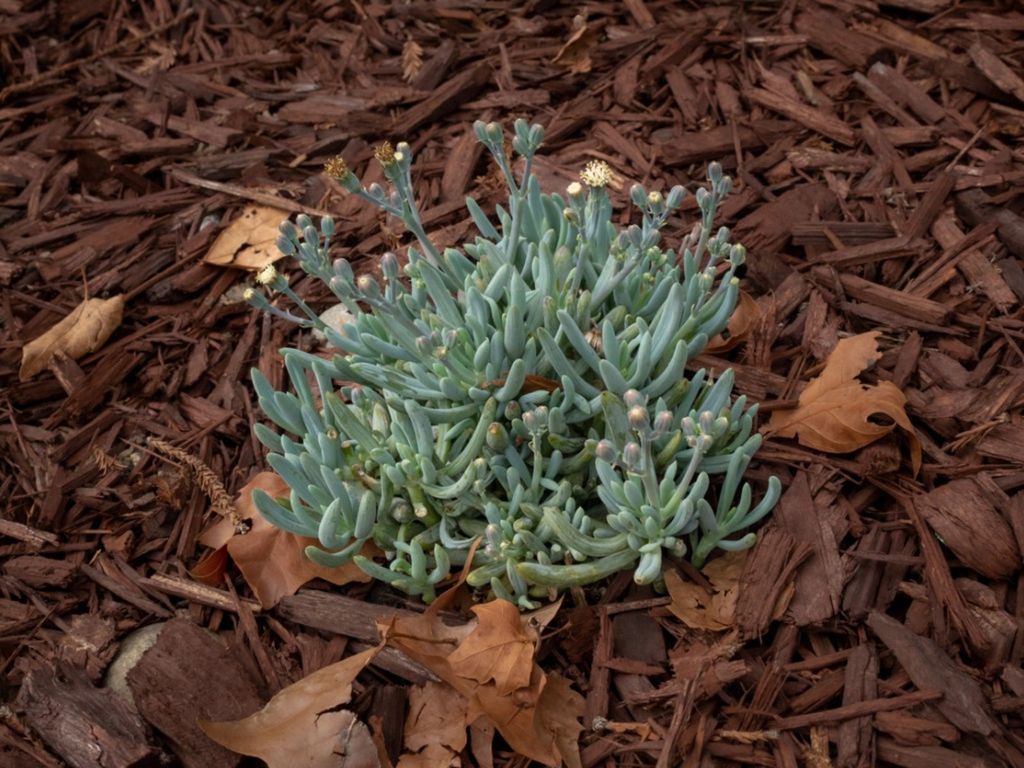 Senecio Blue Chalk Plant Care - How To Care For Blue Chalk Succulents ...